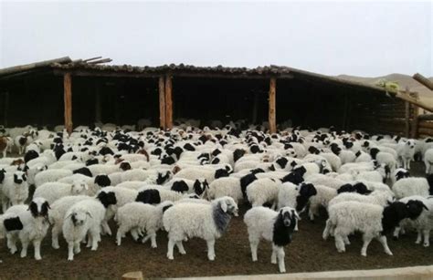 Улсын хэмжээнд 8 1 сая төл бойжиж байна ТАС МН