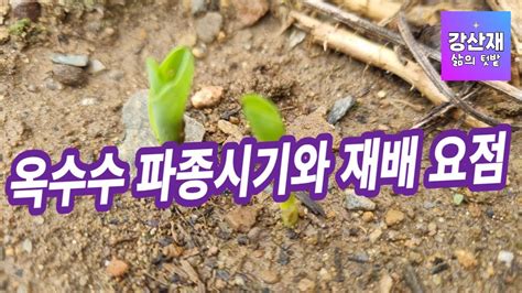 옥수수 파종 시기와 재배 요점 정리입니다 Youtube