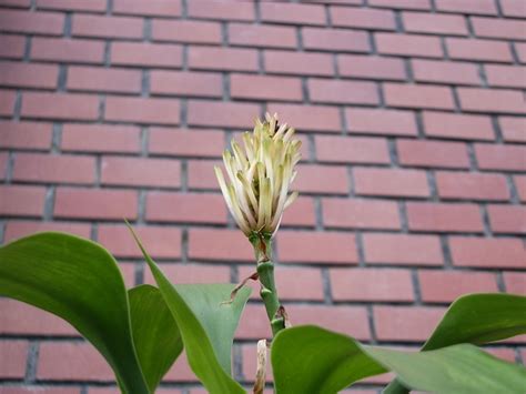 萬年青開花 您看過沒 MyChat 數位男女 花卉園藝