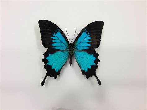 승구 광명 ‘나비야놀자박물관에서 일할 때 나비와 인연을 맺었다 2천 여점의 나비 표본을 직접 만들어 액자에 넣어 전시했다 그리고 큰 유리 진열장 안에 표본 나비가