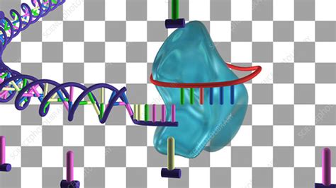 Telomerase Stock Video Clip K0020832 Science Photo Library