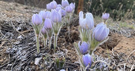 Marshall Pass Dispersed Camping Poncha Springs Colorado