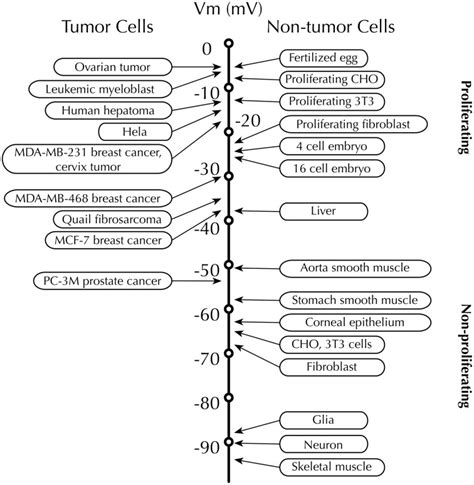 Membrane Potential Vm Scale Rapidly Proliferating Cancer Cells