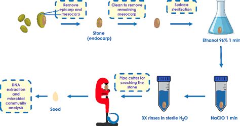 Schematic Representation Of The Procedure Implemented To Obtain Olive