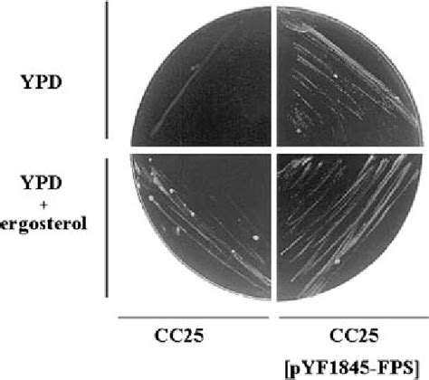 Functional Complementation Of Mutant Yeast Strain Cc25 Strain Cc25 And Download Scientific