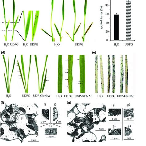 Uridine 5 0 Diphosphoglucose Glucose Udpg Activates Caspase Like Download Scientific Diagram