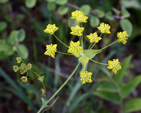 Bupleurum multinerve - Изображение особи - Плантариум