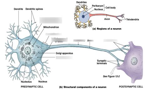 Ap 1 Neural Tissue Diagram Quizlet