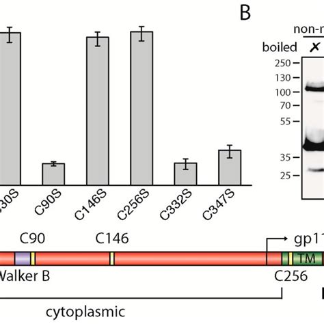 A Quantified Phage Titer In In Vivo Complementation Assays Of Genei