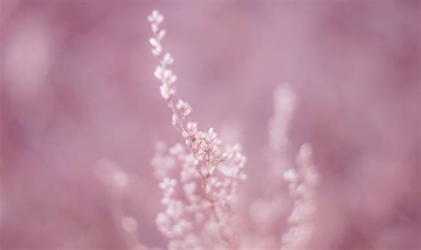 What Makes The Puce Color So Elegant And Captivating Hipfonts