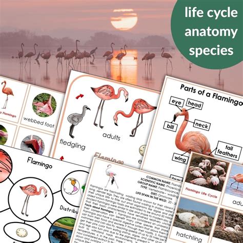 Parts Of A Flamingo Life Cycle Activities Montessori Nature