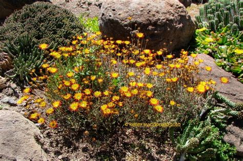Plantfiles Pictures Drosanthemum Species Drosanthemum Micans By Kell