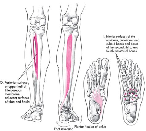 Tibialis Posterior Origin And Insertion Tibialis Posterior Flexor Digitorum Longus Anatomy