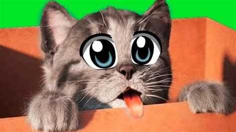 Приключение Маленького Котенка мультфильм про котят мультики для детеи и малышеи веселый мульт