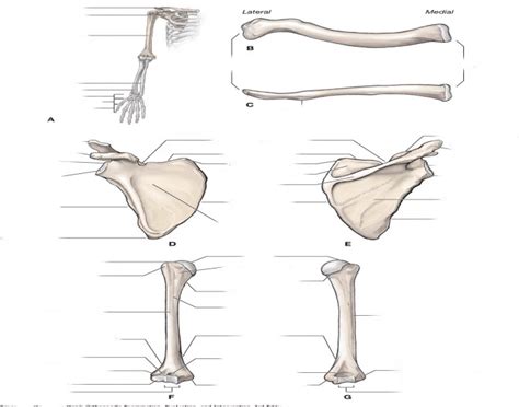 Bony Landmarks Of Shoulder Girdle Quiz
