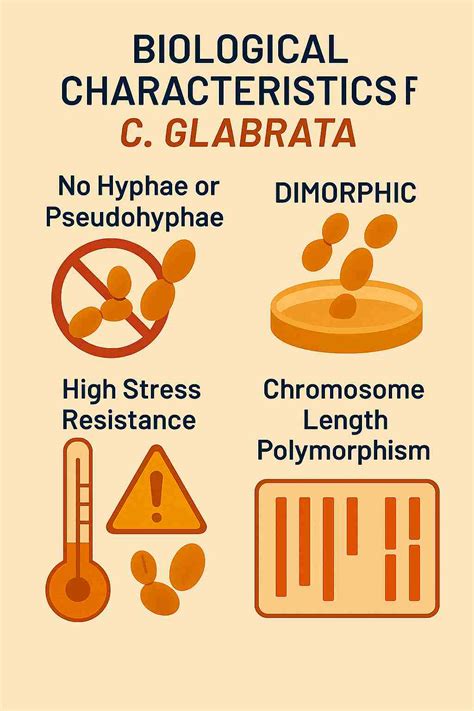 Candida Glabrata An Overview Best Biology Notes