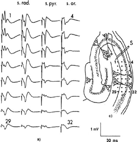 Microelectrode Array Mea