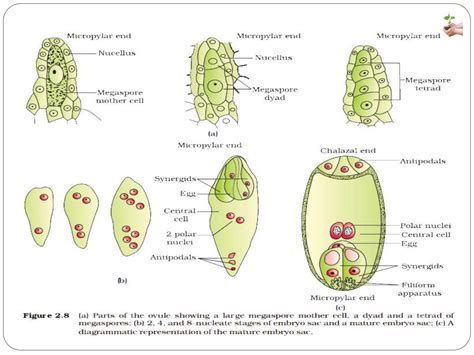 Class 12 Biology Chapter 2 Sexual Reproduction In Flowering Plants