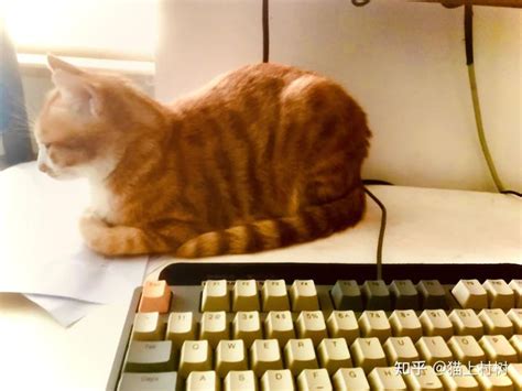 分割一切移植到c ，sam Cpp尝鲜 知乎