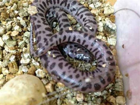 Stimsons Python Born In Captivity Against The Odds Reptiles Magazine