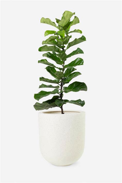 냄비에 바이올린 잎 무화과 식물 무료 사진