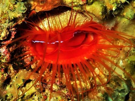 Electric Clam Moalboal Reef Species