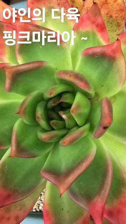 화려한 행복한 하루 되세요 ~ 이찬원 파종이 실생 다육 다유기 다육이 다육식물 반려식물 다육판매 다육이판매