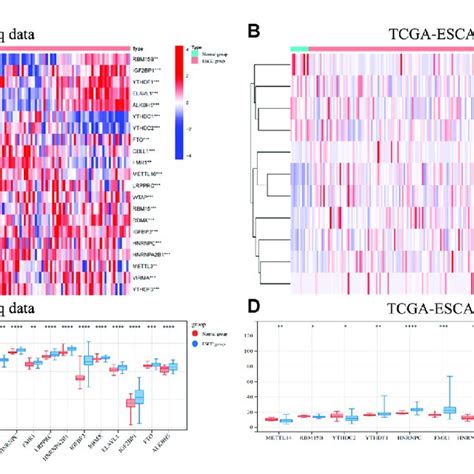 the expression of different m6a rna methylation regulators in rna seq