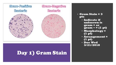 Bacteria Unknown Lab At Angelica Mullins Blog