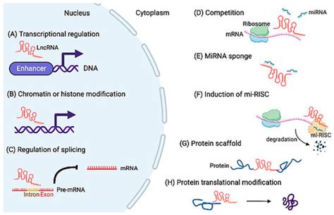 Noncoding RNAs As Key Regulators For Cardiac Development And Cardiovascular Diseases