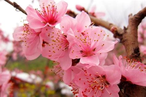 2021年杨店桃花节 2021年安丘桃花节 大山谷图库