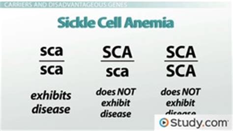 Quiz Worksheet Sex Linked And Sex Limited Traits Study Com