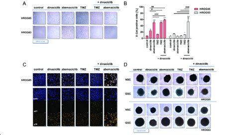 Cdk Inhibition Induces Senescence Via Activation Of P16p21 And