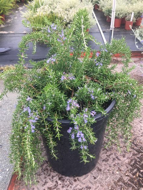 Buy Podocarpus Macrophyllus Pringles Dwarf Pringles View