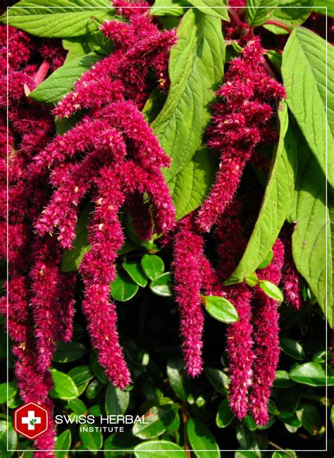 Amaranth Extract 20 Amaranthus Caudatus Swiss Herbal Shop