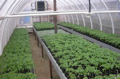 Дорожки в теплице между грядками: чем застелить, выложить, посыпать ...