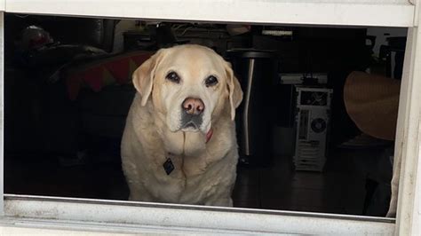 A Very Good Girl Arcane Science Lab