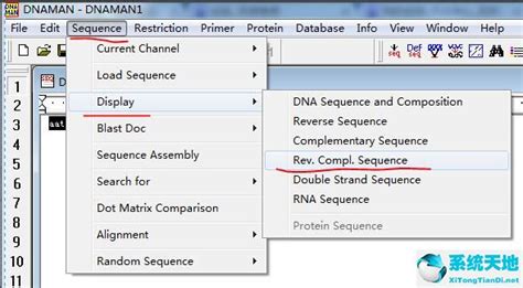 使用dnaman得到反向互补的dna序列详细教程 系统之家