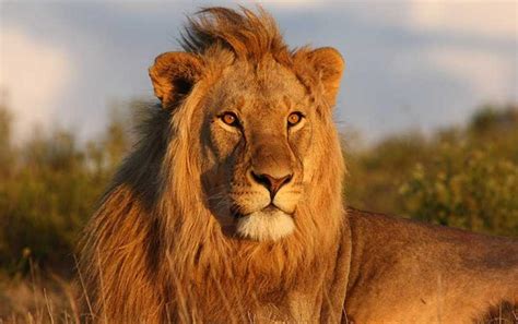 Le N Panthera Leo Caracter Sticas D Nde Vive Y Qu Come