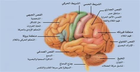 وظائف الدماغ بالصور