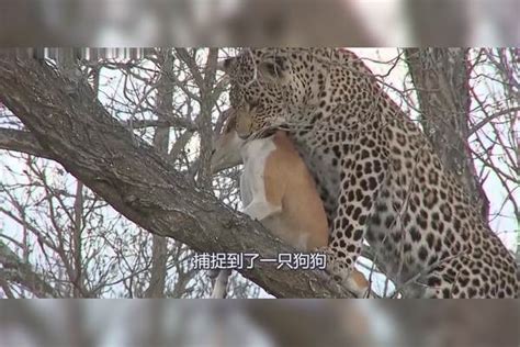 花豹捕到一只狗，爬到树上刚想进食，结果意外发生了结果
