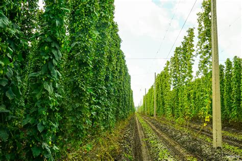 Как выращивают хмель в Беларуси — Pivo.by
