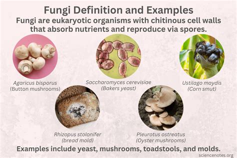 Fungi Bacteria And Worms Are All Examples Of