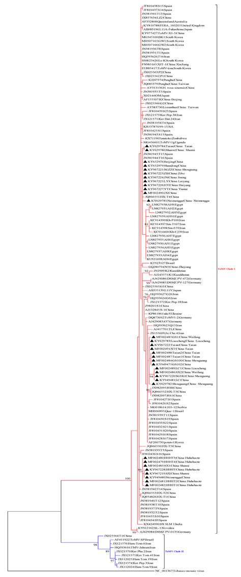 The Maximum Likelihood Ml Phylogenetic Tree Was Constructed Using