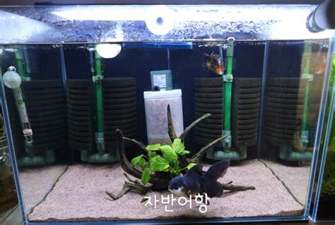 금붕어키우기 금붕어어항의 크기와 온도 수명 네이버 블로그