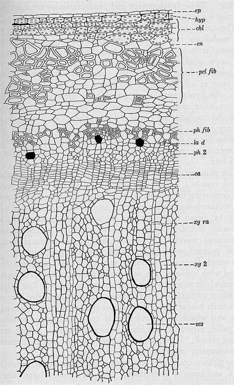 Hemp Stem Cell Structure