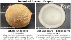 13 Different Types Of Coconut Trees Identifying Features