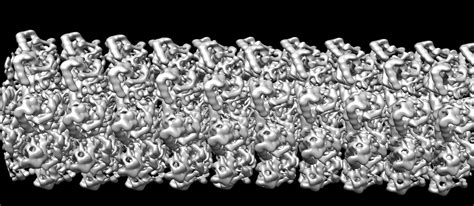 a detailed view of a filamentous virus potato virus x microbiology
