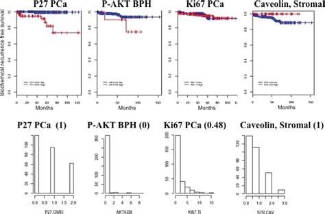 Biological Correlates Of Biochemical Recurrence Free Survival Using
