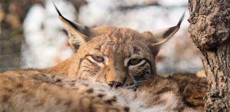 Eurasian Lynx Characteristics Diet Facts And More Fact Sheet